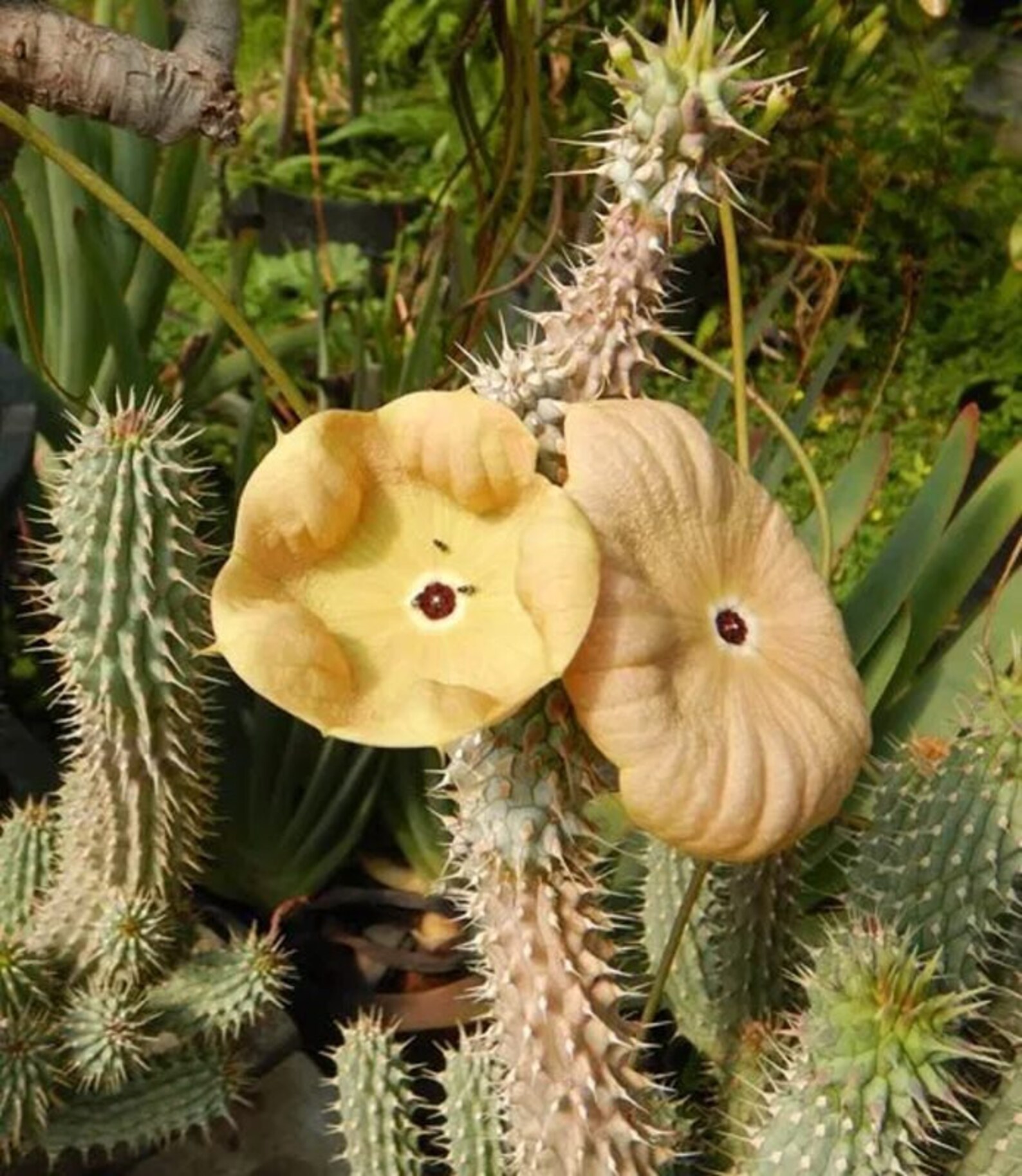 Hoodia Gordonii Powder 20:1 Extract 100% Pure Natural | Etsy