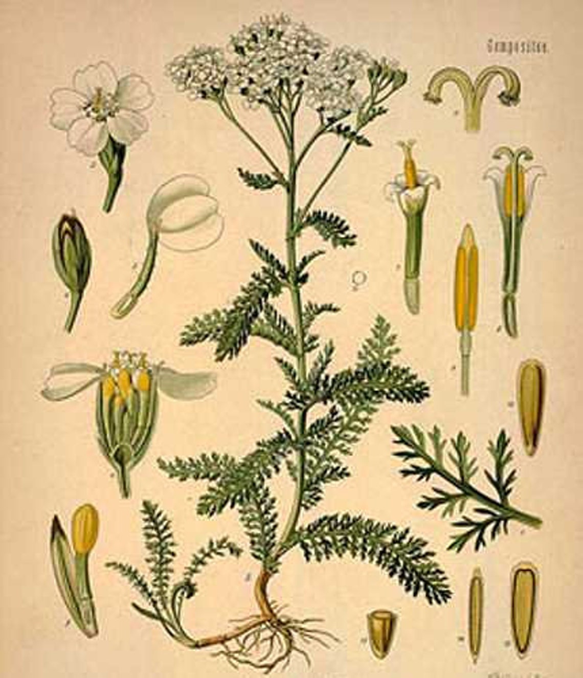 Yarrow Flower Powder 4oz to 5lb 100% Pure Natural Wild - Etsy