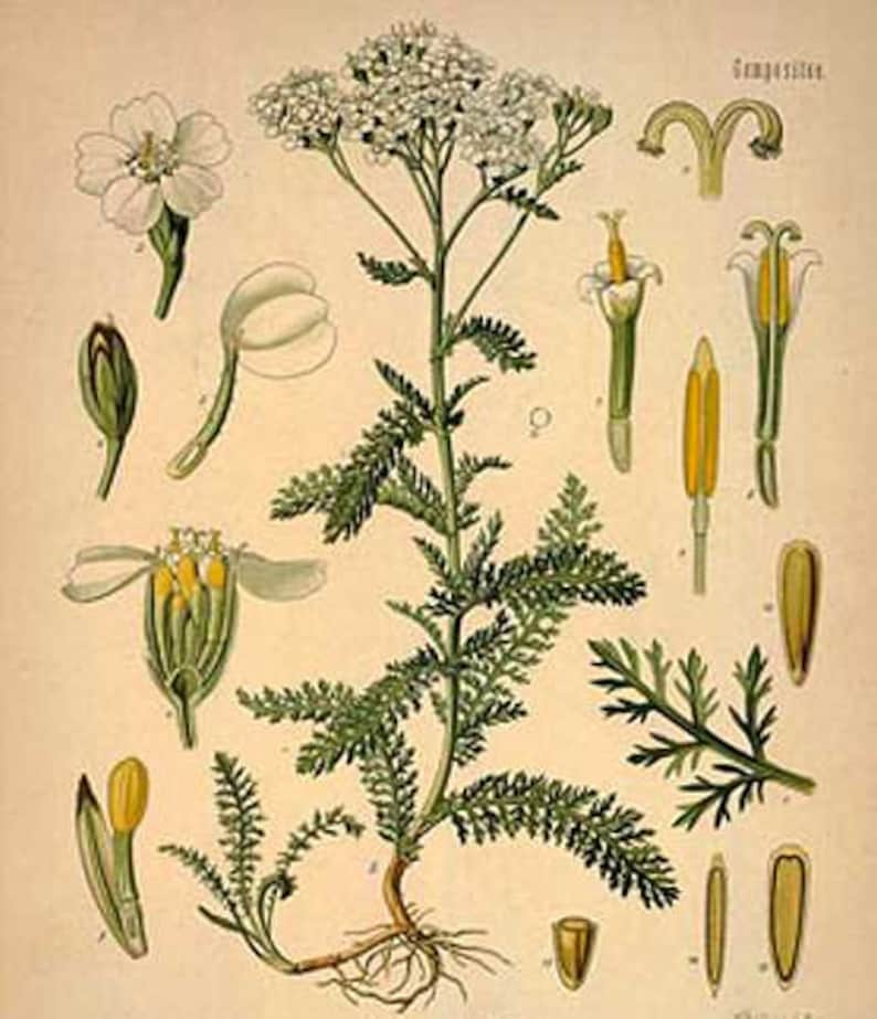 Yarrow Flower Powder 4oz to 5lb 100% Pure Natural Wild - Etsy