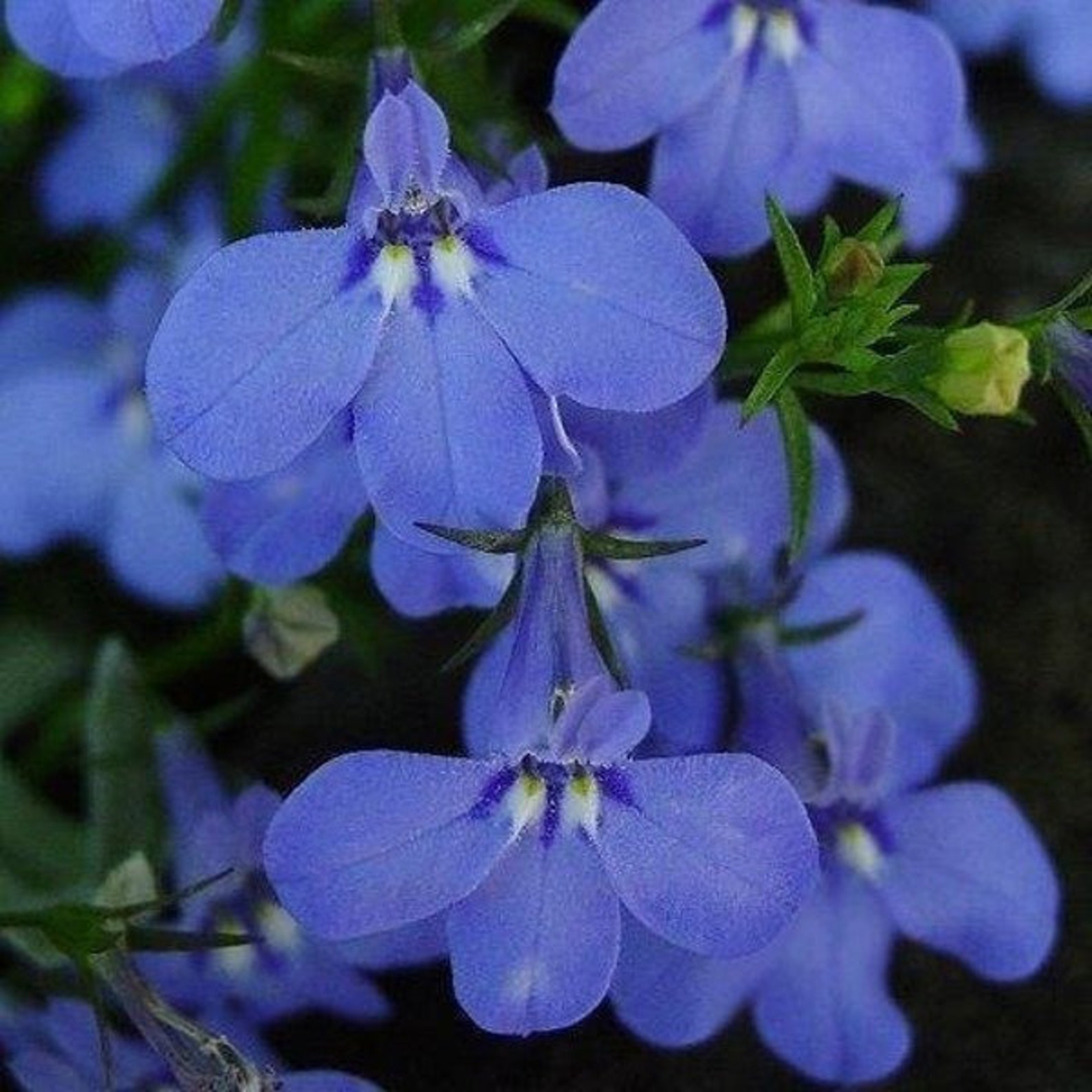 Lobelia Leaf Flower 10:1 Extract Powder 4oz to 2lb Pure | Etsy