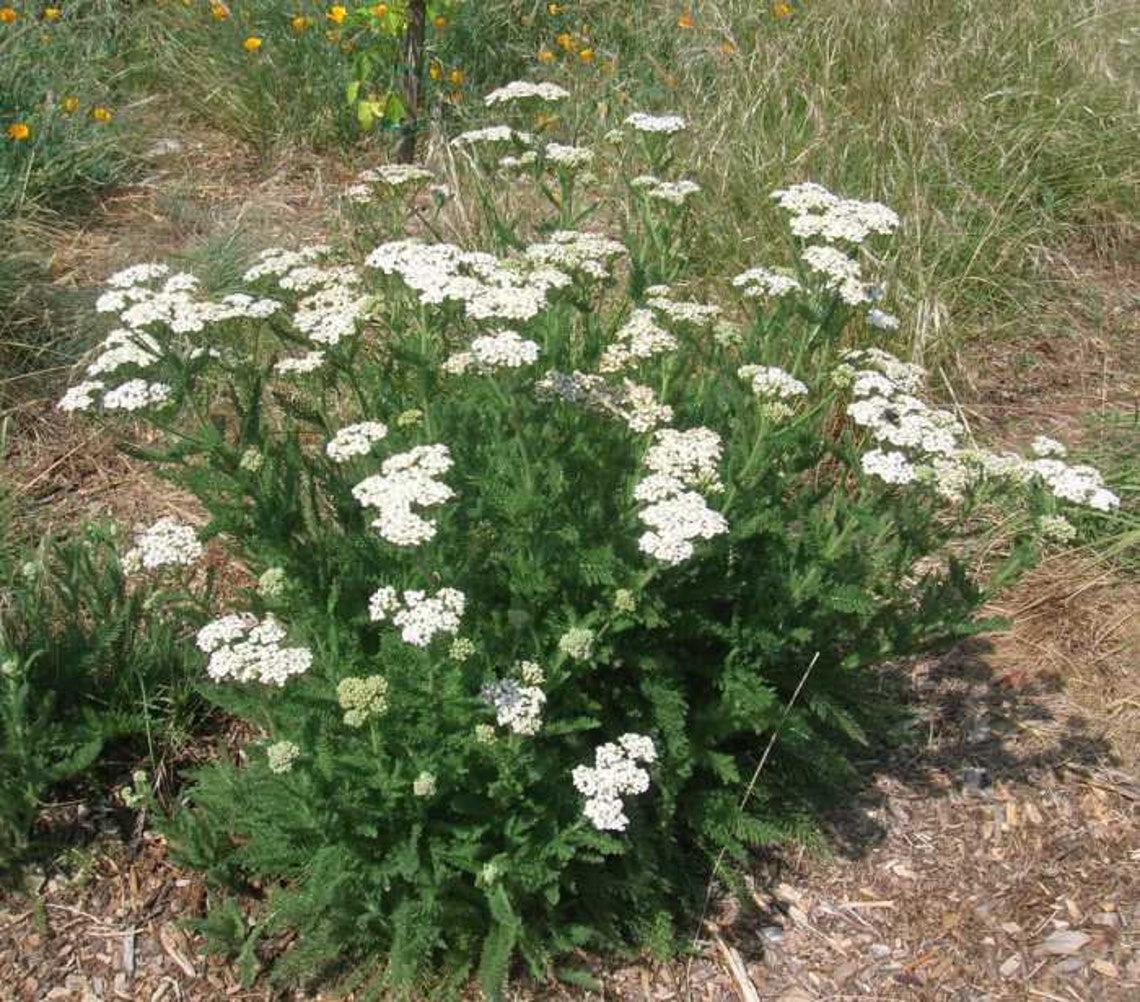 Yarrow Flower Powder 4oz to 5lb 100% Pure Natural Wild - Etsy