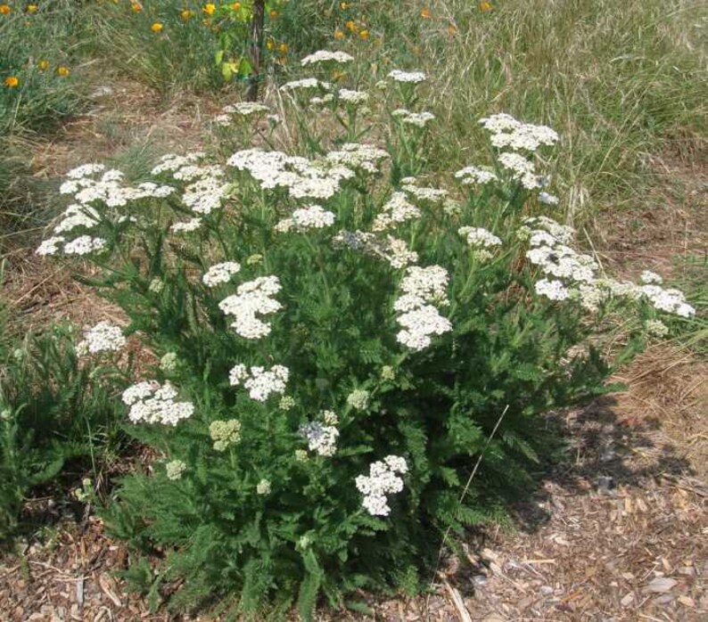 Yarrow Flower Powder 4oz to 5lb 100% Pure Natural Wild - Etsy