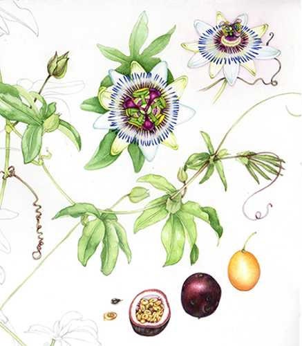 Passion Flower Powder 4oz to 5lb 100% Pure Natural Hand - Etsy