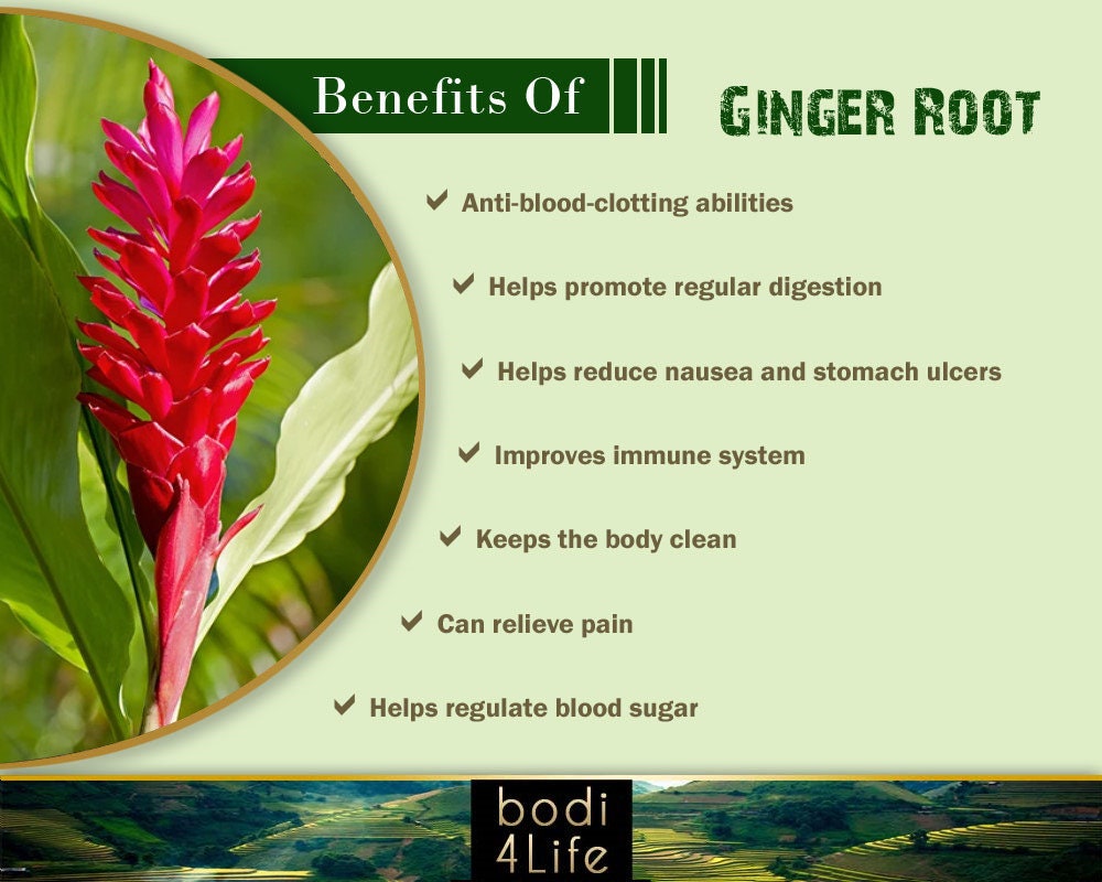 Ginger Root Powder 4oz to 2lb 100% Pure Natural Chemical | Etsy