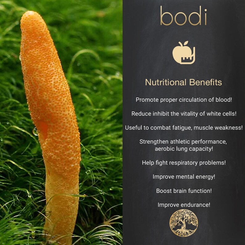 Cordyceps Mushroom Powder 4oz to 5lb 100% Pure Natural - Etsy