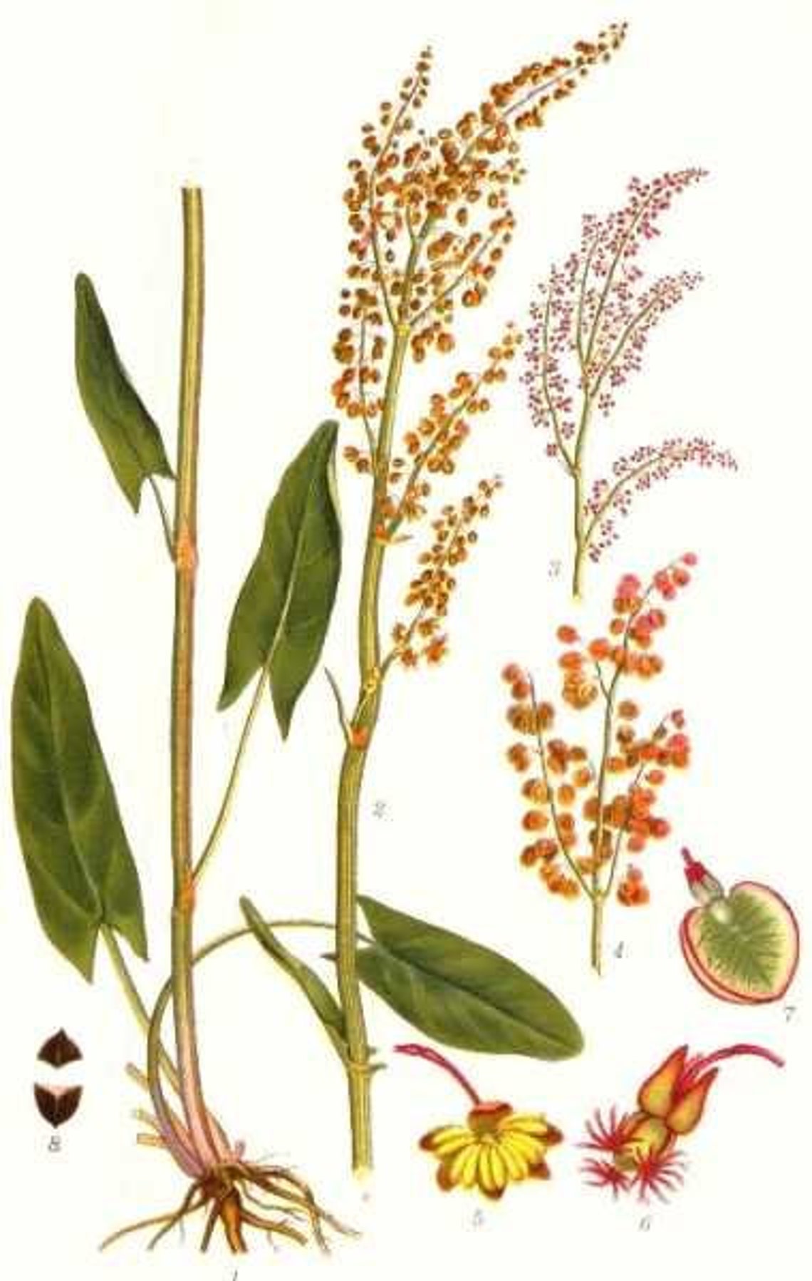 Yellow Dock Root Powder 4oz to 5lb 100% Pure Natural Wild - Etsy