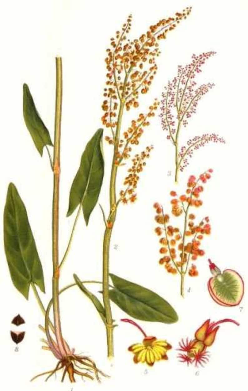 Yellow Dock Root Powder 4oz to 5lb 100% Pure Natural Wild - Etsy