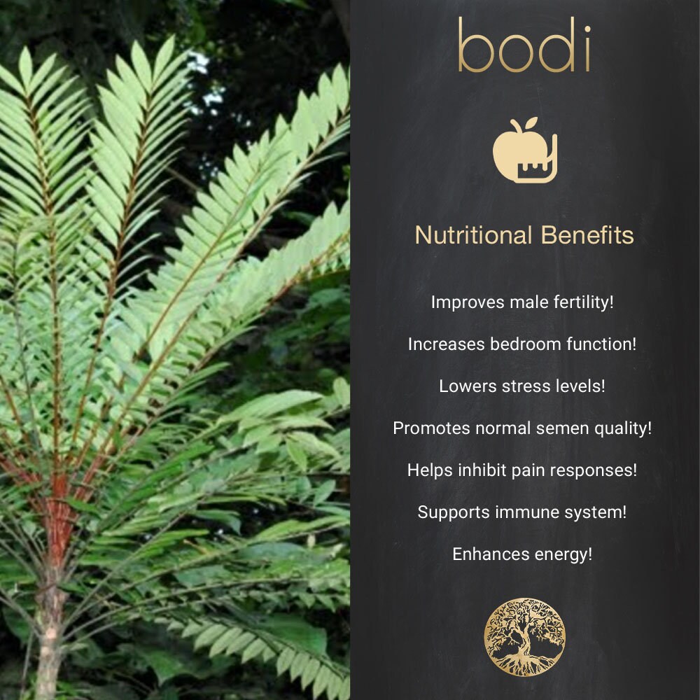 Tongkat Ali Root Powder 4oz to 5lb 100% Pure Natural Hand - Etsy