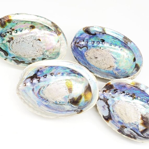 Abalone Shell With Wooden Tripod Stand Large Rainbow Seashell - Etsy