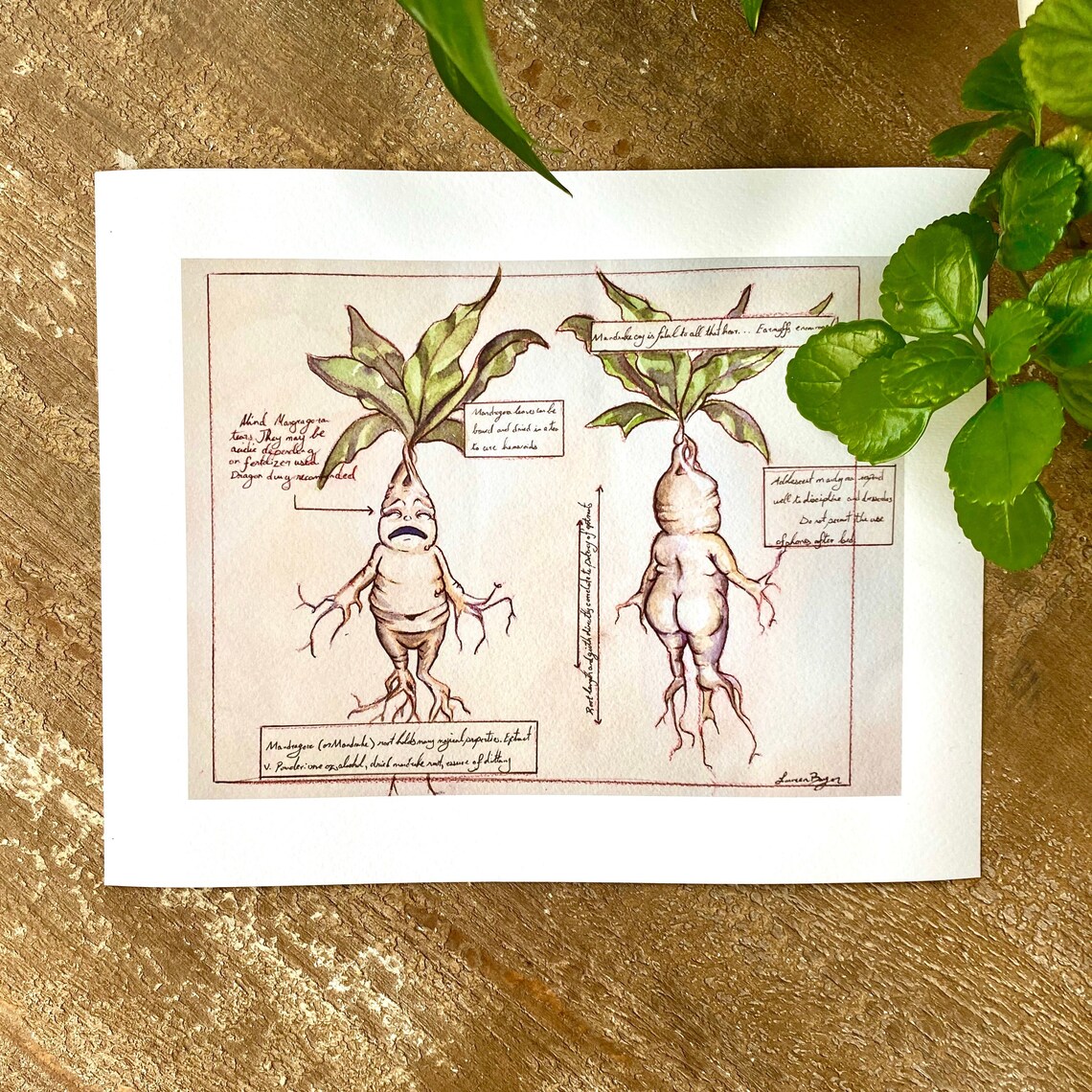Mandrake | Etsy