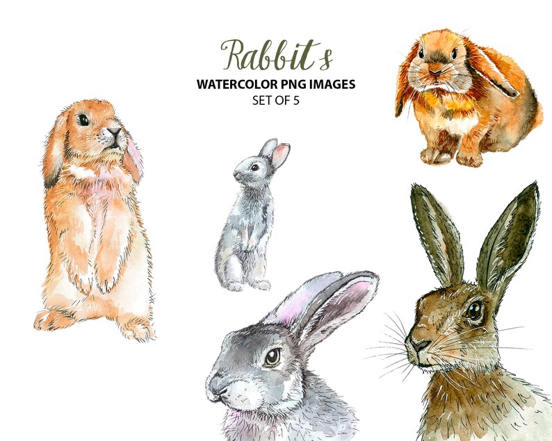 Watercolor Rabbits Clipart Animals Clip Art Countryside Clip Art - Etsy