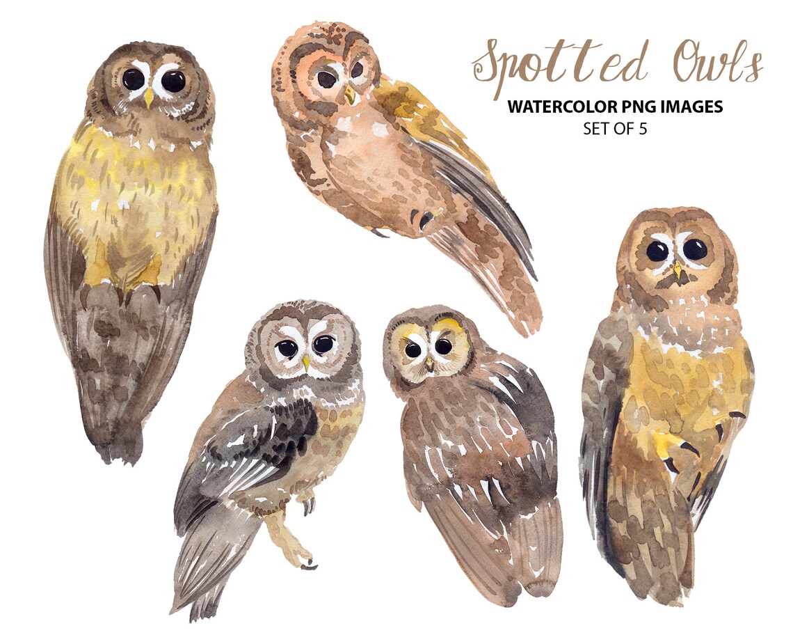 Watercolor Owl Clipart Animal Clip Art Bird Clipart - Etsy