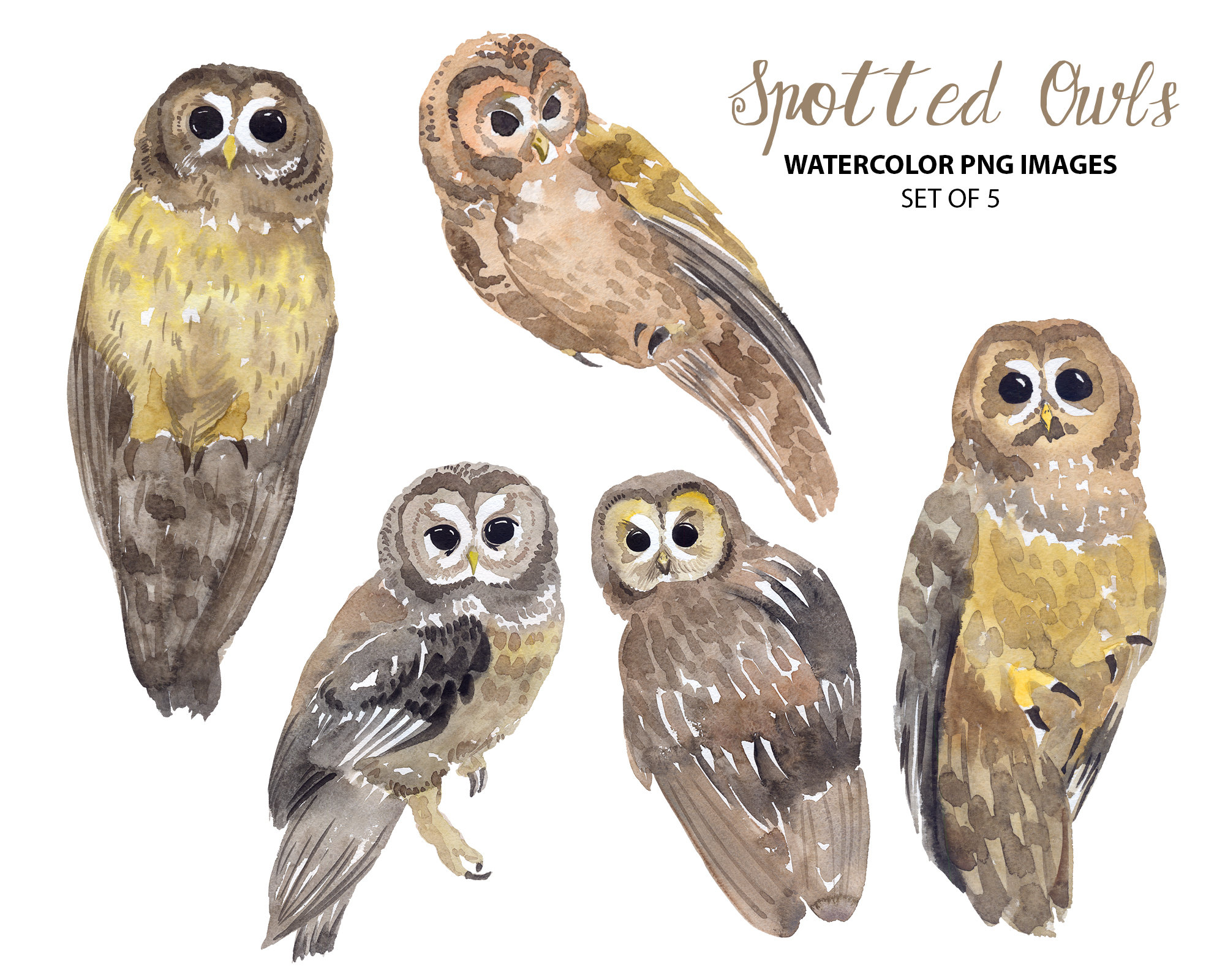Striped Owl Clipart