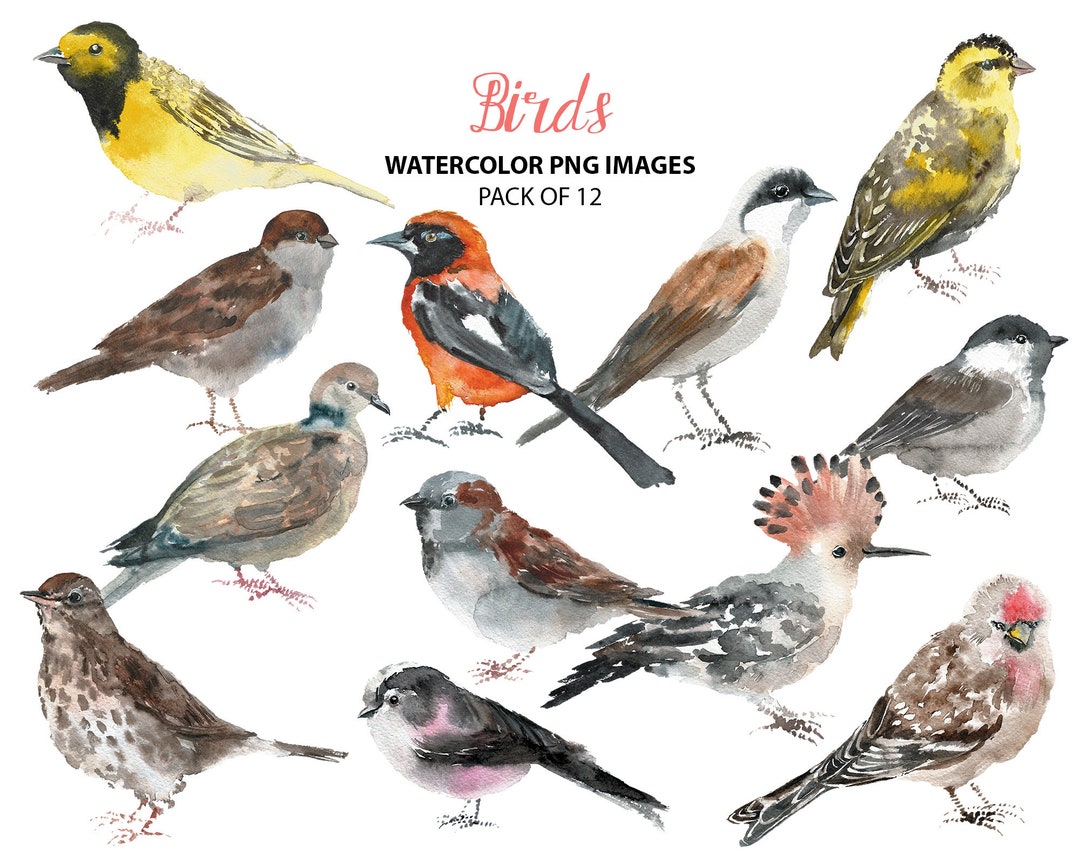Beautiful Birds Clipart Watercolor Animal Clip Art Cute Nature ...