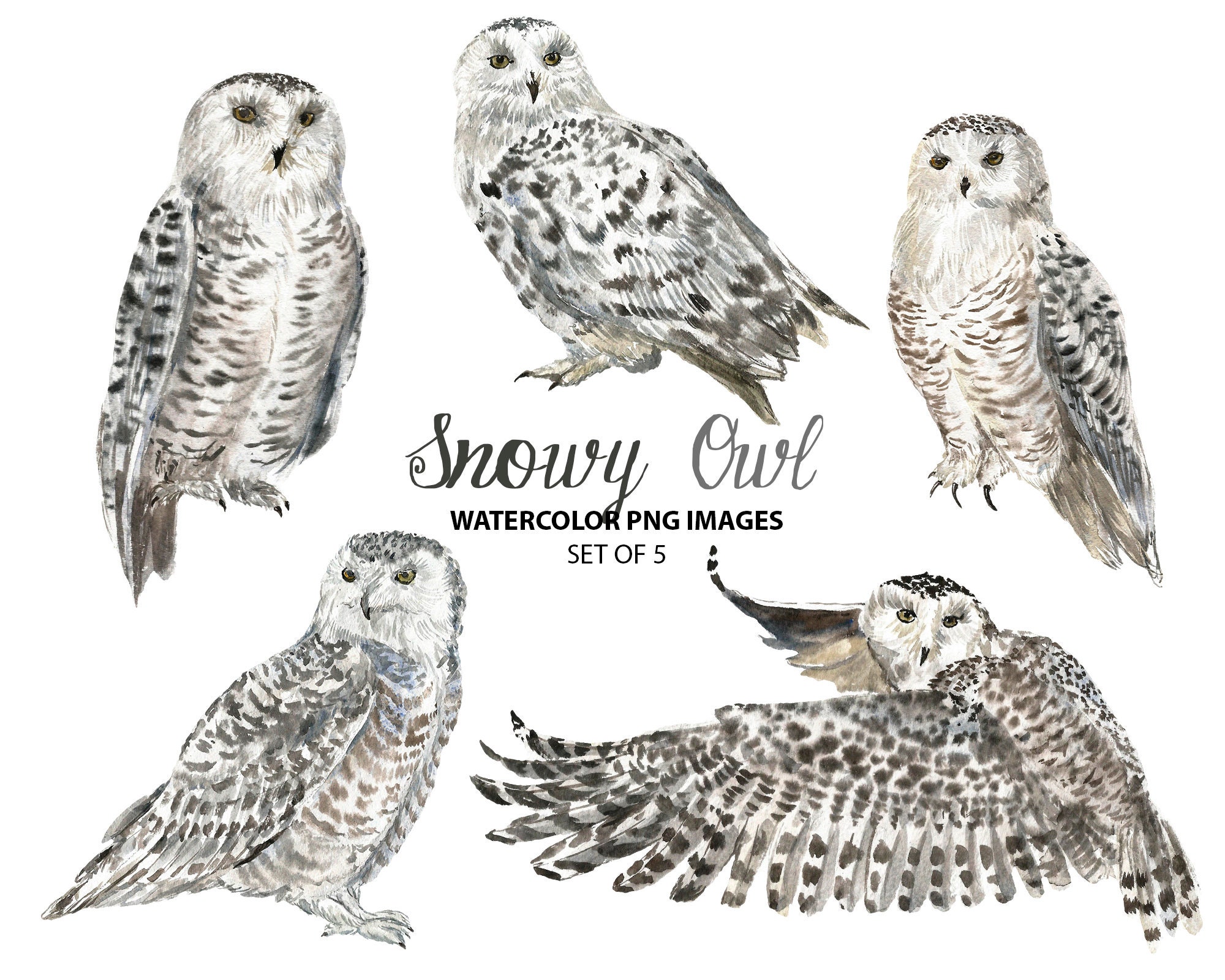 Snowy Owl Clipart