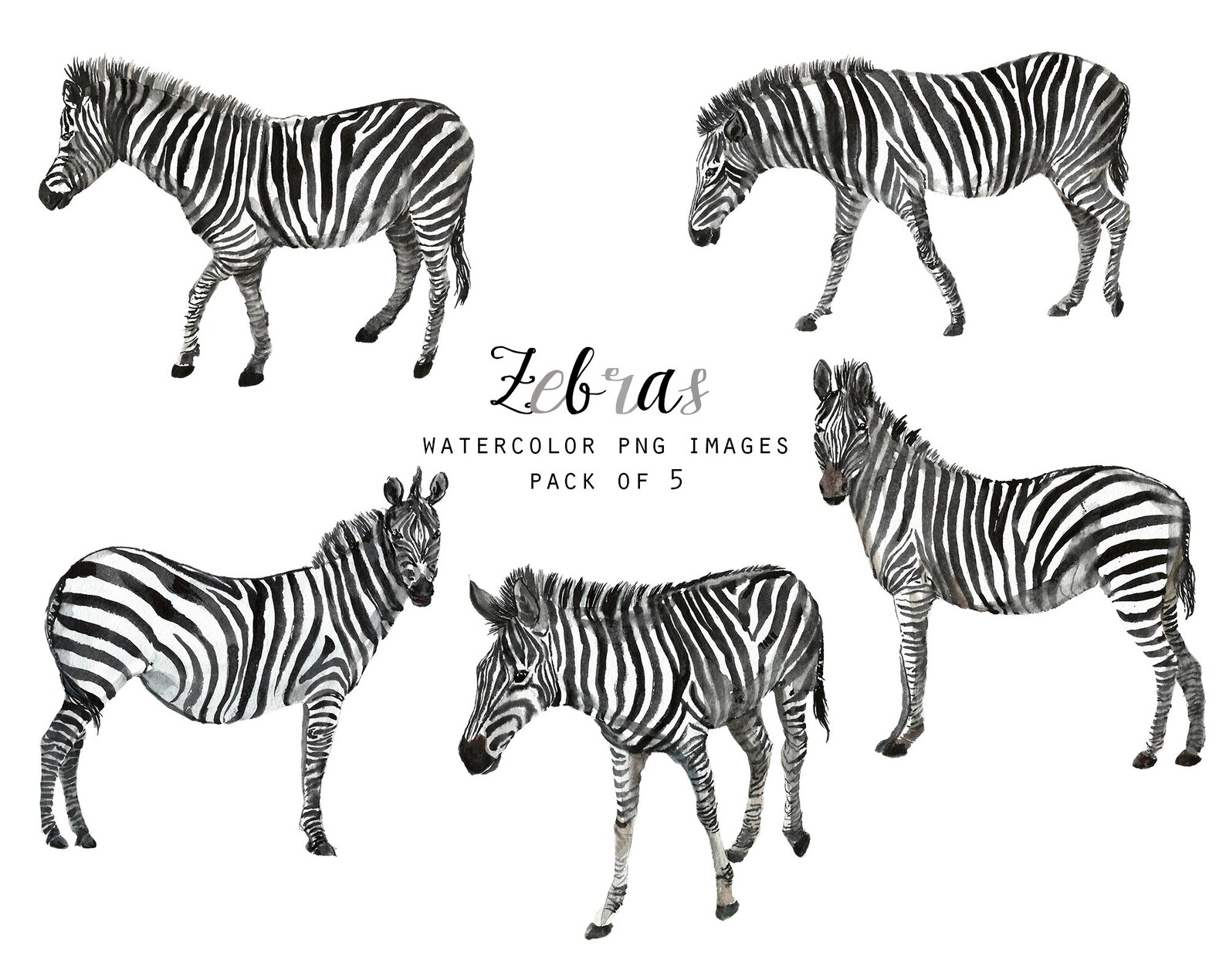 Watercolor Zebra Clipart Cute Safari Nursery Clipart Animal ...