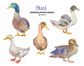 Ducks Clip Art | Etsy