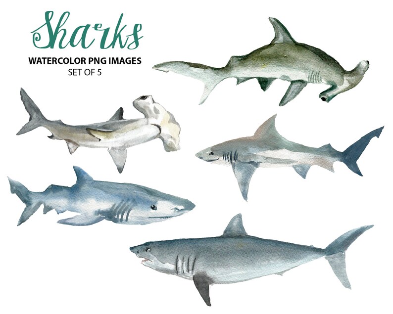 Watercolor Sharks Clip Art Nautical Clipart Marine Illustrations - Etsy