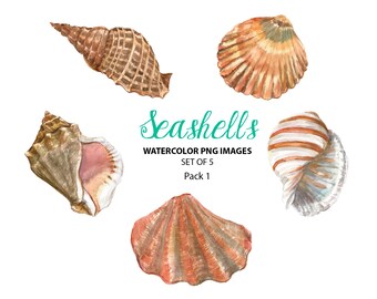 Colorful Watercolor Seashells Clipart, Hand Painted Nautical Ocean ...