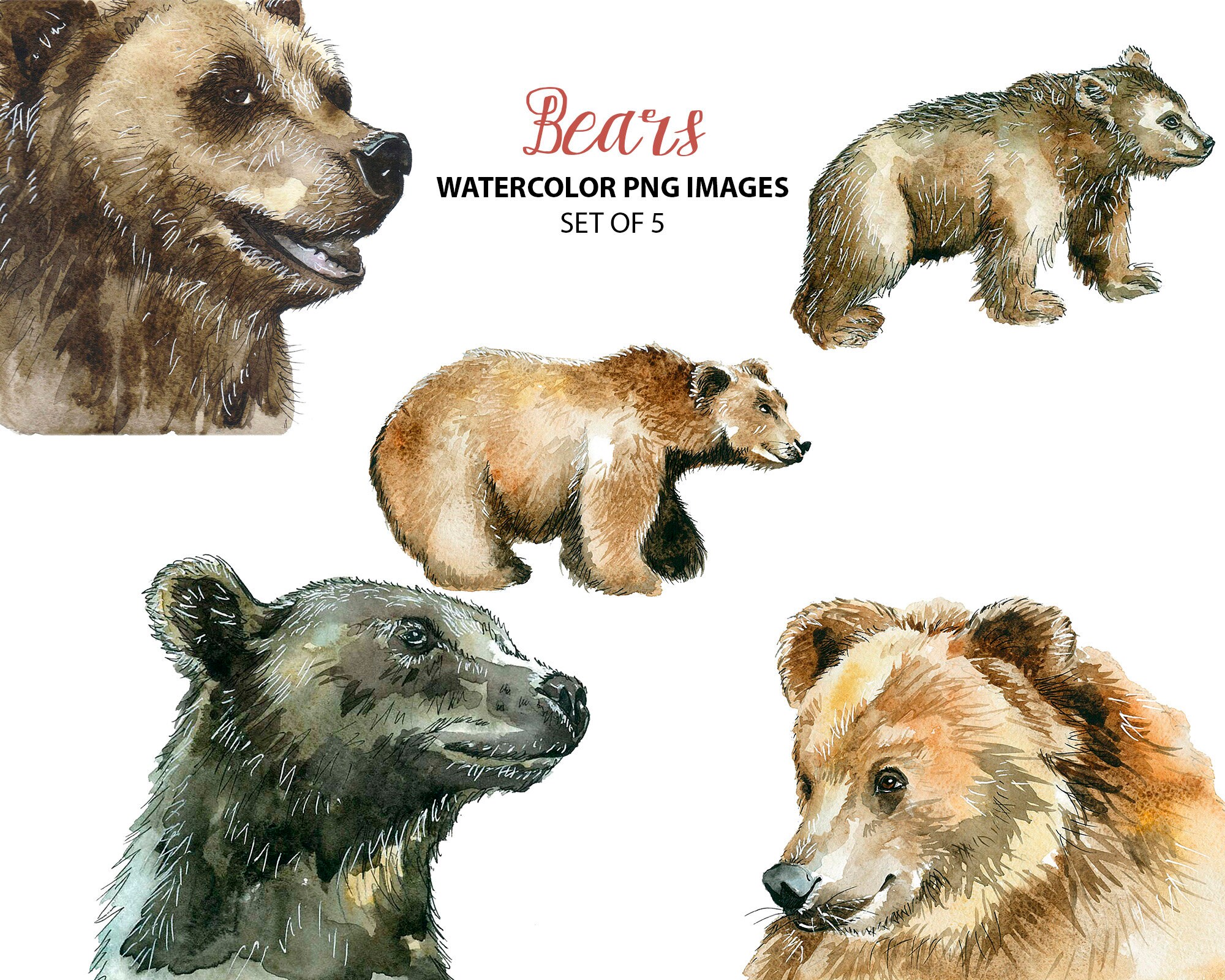 Bear Fur Clipart