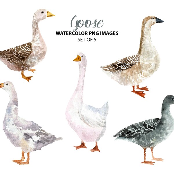 Goose Illustration - Etsy