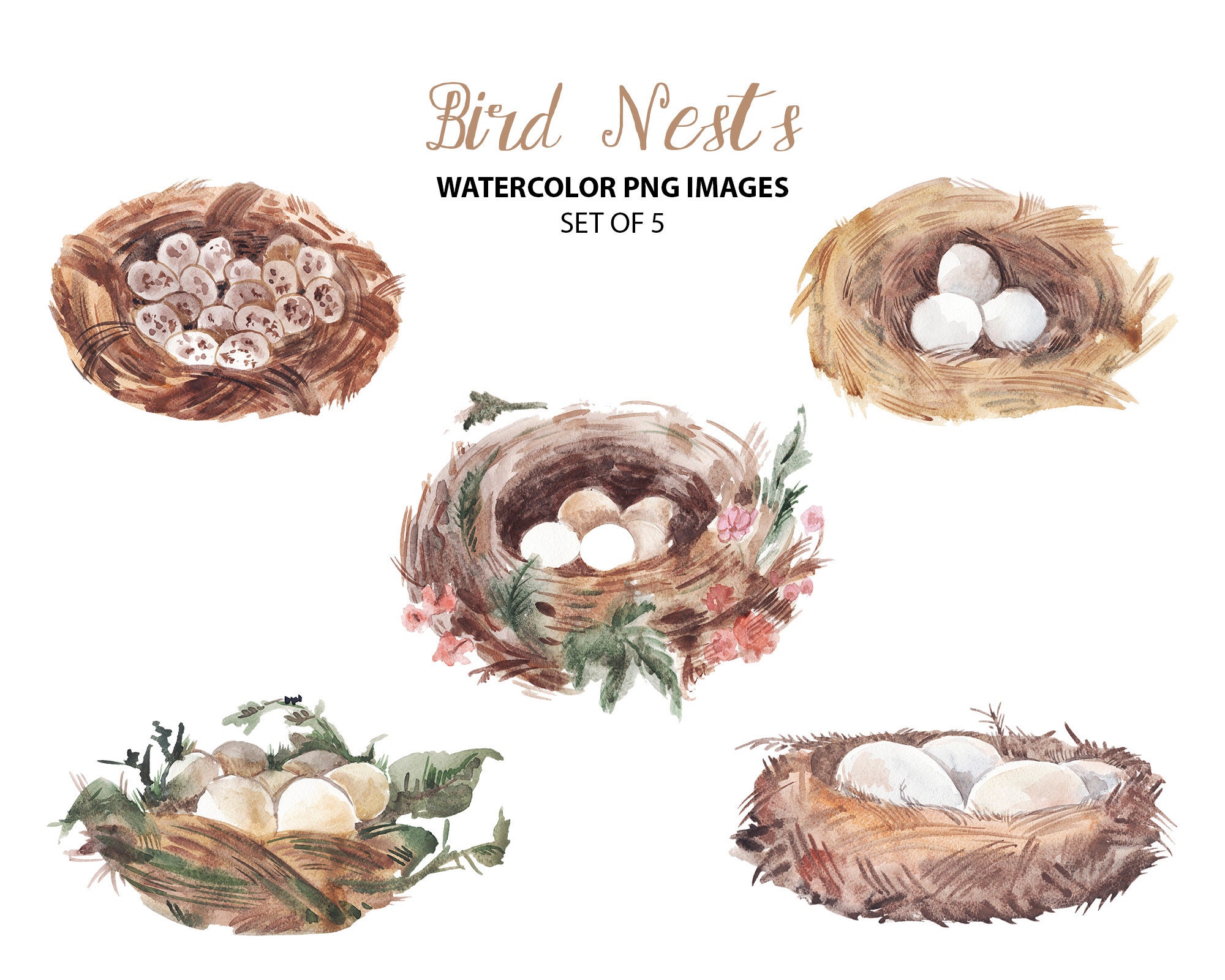 Nest Clipart
