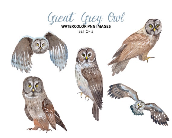 Grey Owl Clip Art