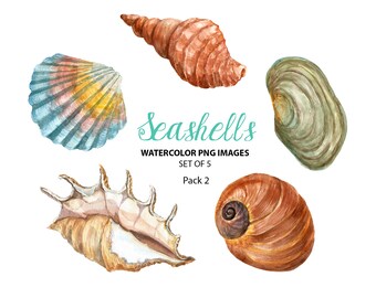 Colorful Watercolor Seashells Clipart, Hand Painted Nautical Ocean ...