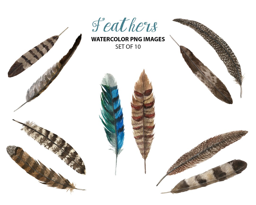 Beautiful Feathers Clipart Watercolor Bird Clip Art Tribal Watercolor ...