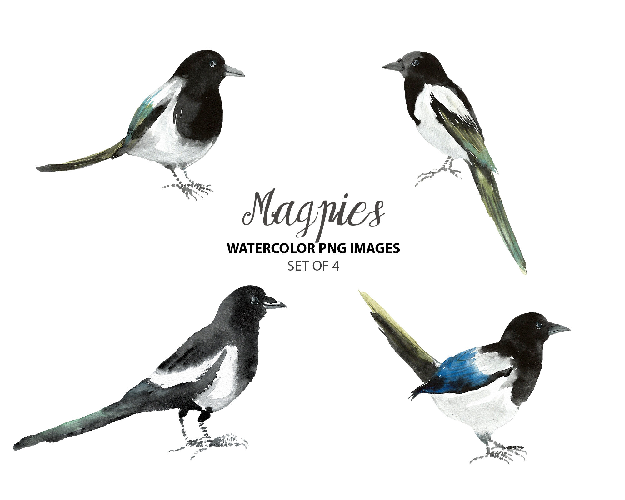 Magpie Clip Art Bird Watercolor Clipart Animal - Etsy Ireland