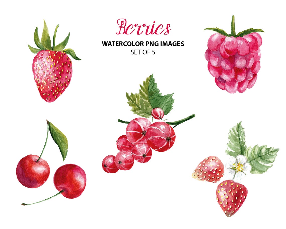 Cute Berries Clipart Watercolor Nature Clip Art Berries Watercolor ...
