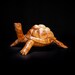 Teak Root Tortoise Carved Sculpture - Etsy