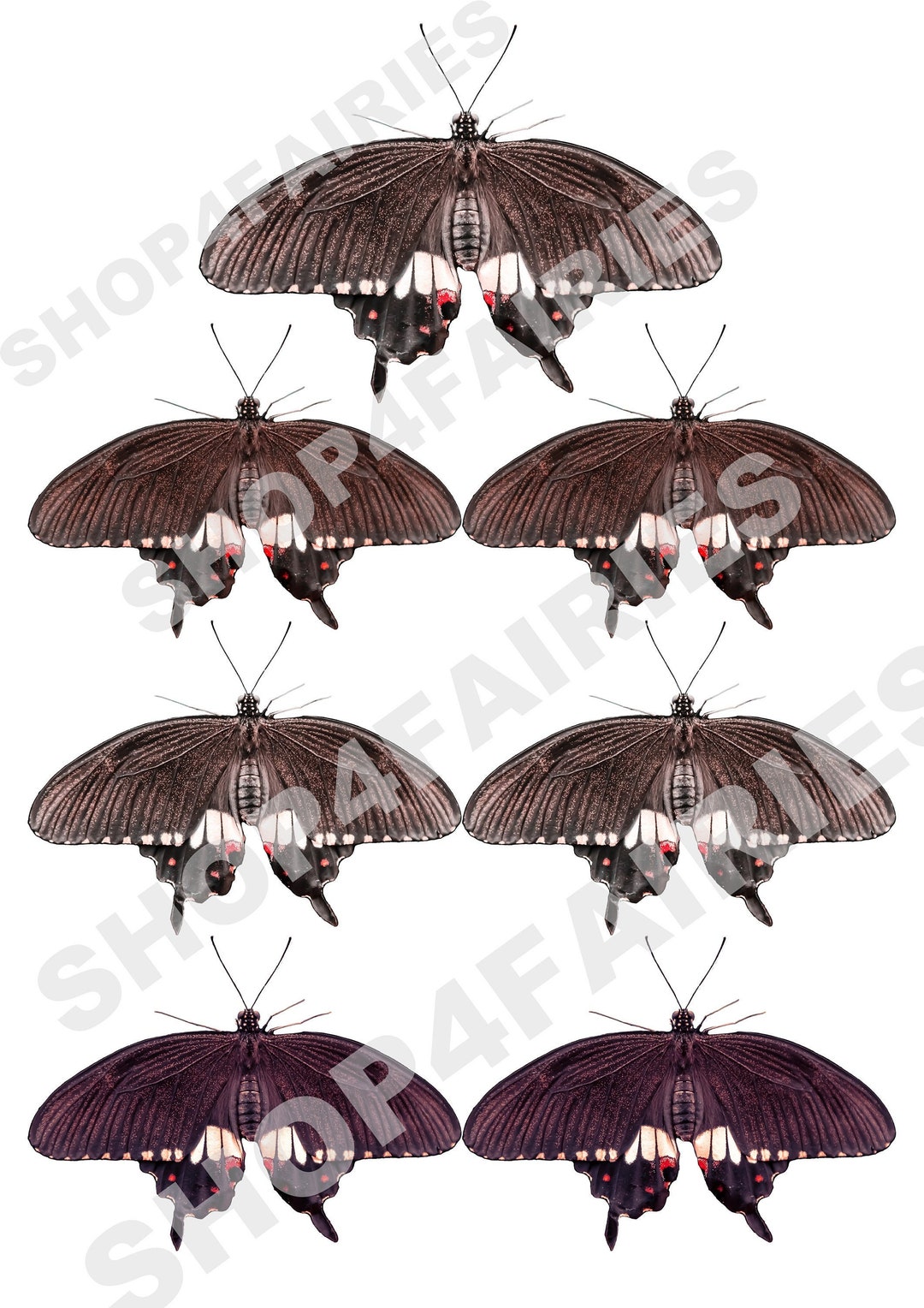 Black Swallowtail Butterfly PNG Instant Download, High Quality ...