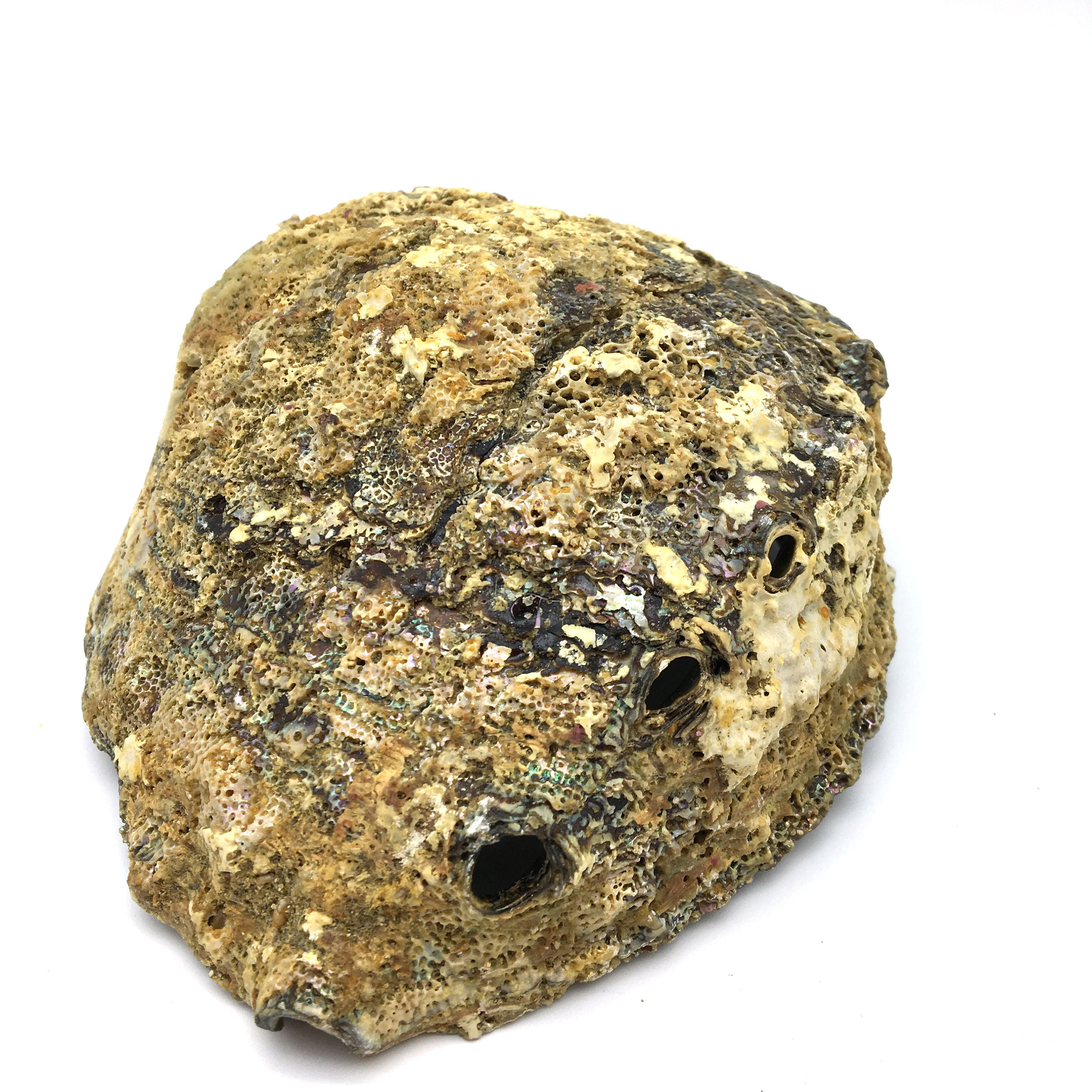 Abalone Sea Shell 100% Natural Smudging Burner Resin Sage or - Etsy