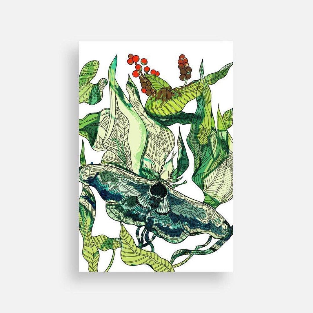 Van Gogh’s Giant Peacock Moth Collection - Etsy