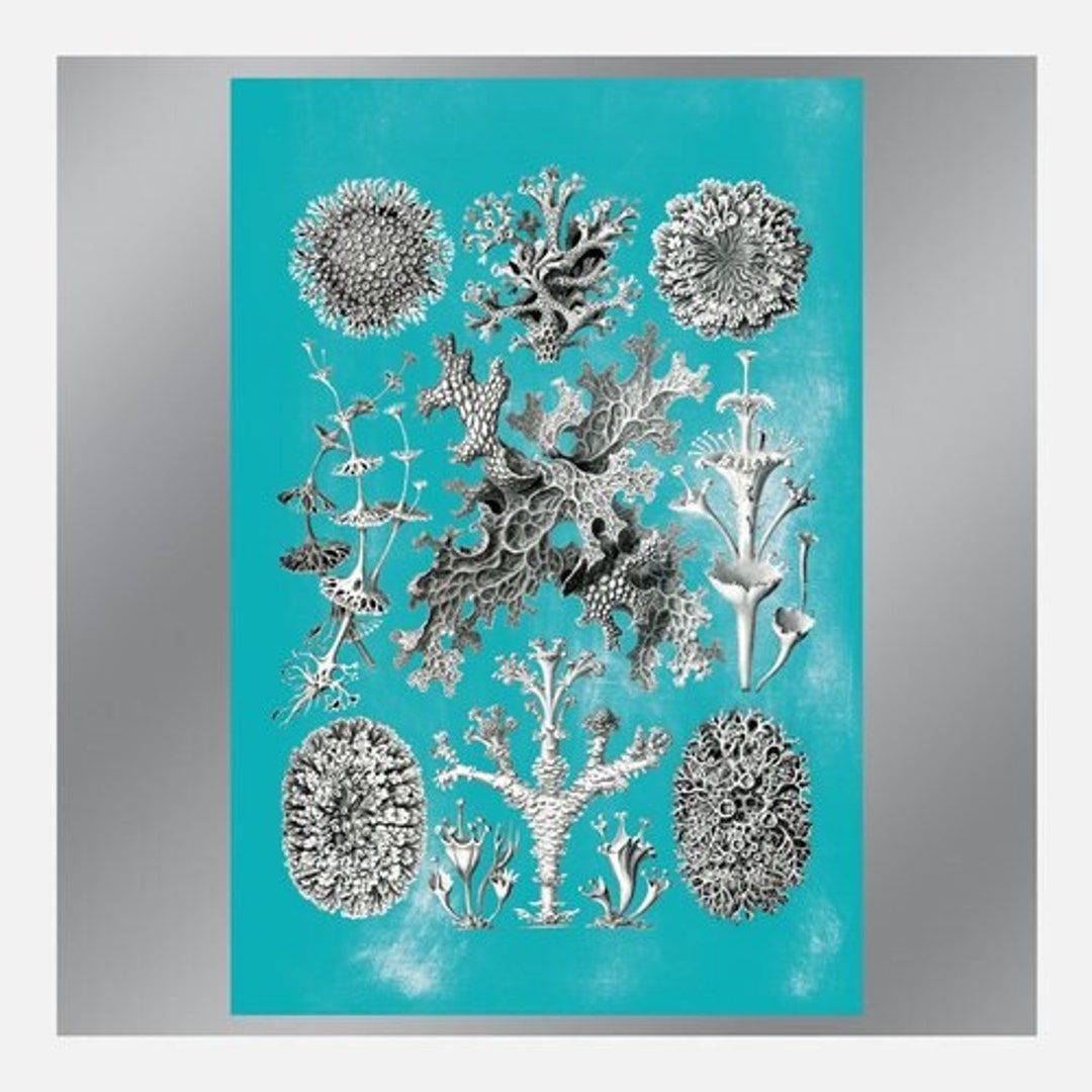 Haeckel's Marine Life Collection - Etsy