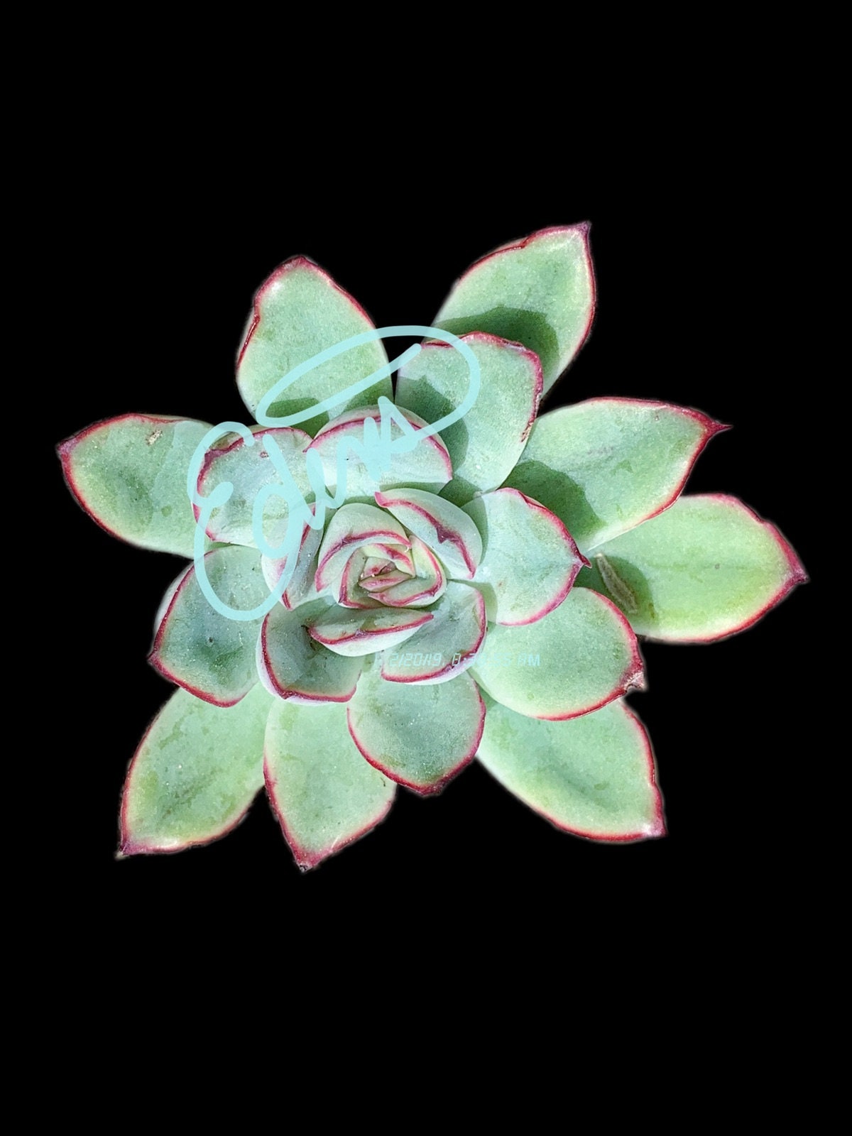 Succulent PNG 2 for 1 Transparent Background Online Marketing Image ...