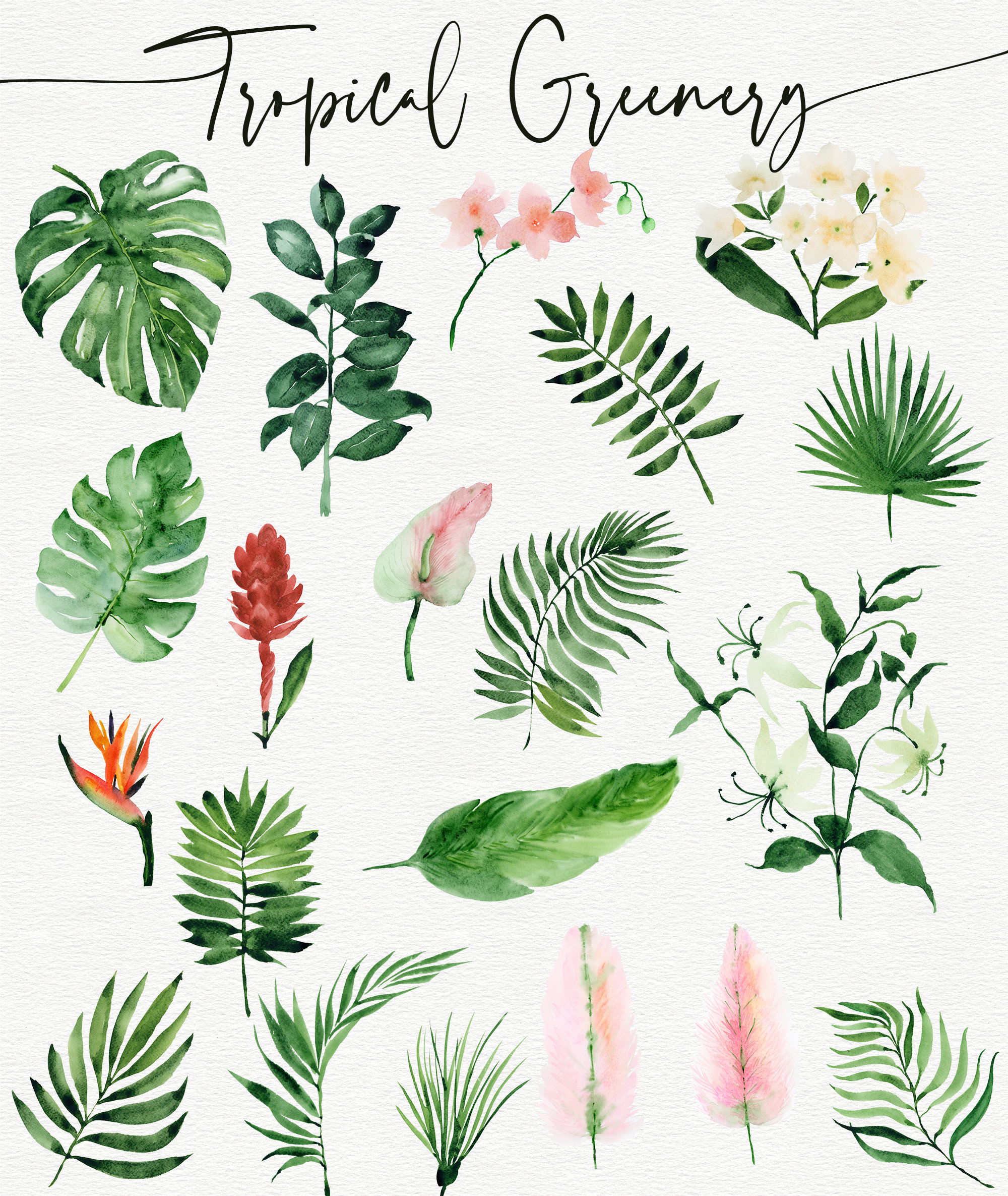 Tropical Leaf Clipart Tropical Leaves Clipart Monstera palm | Etsy