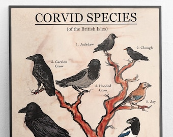 Corvid Species ID Chart Unframed Poster Print Handy Field - Etsy UK