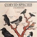 Corvid Species ID Chart Unframed Poster Print Handy Field | Etsy UK