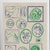Corvid Species ID Chart Unframed Poster Print Handy Field Guide to ...