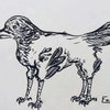 Corvid Species ID Chart Unframed Poster Print Handy Field Guide to ...