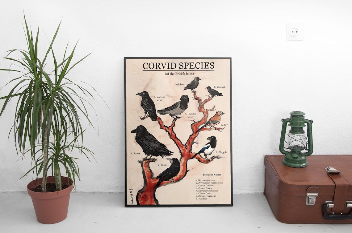 Corvid Species ID Chart Unframed Poster Print Handy Field - Etsy UK
