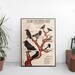 Corvid Species ID Chart Unframed Poster Print Handy Field Guide to ...