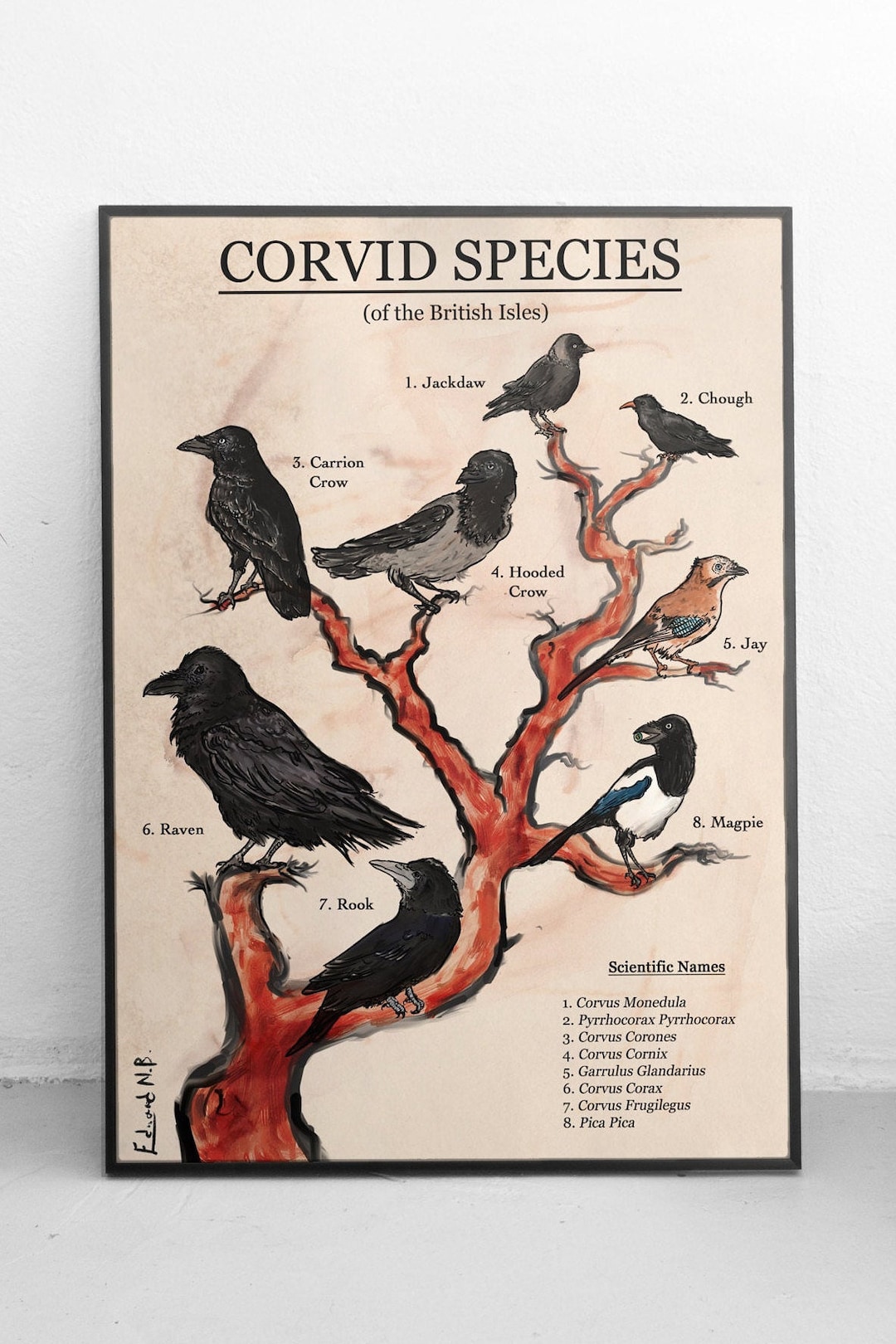Corvid Species ID Chart Unframed Poster Print Handy Field Guide to ...