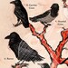 Corvid Species ID Chart Unframed Poster Print Handy Field Guide to ...
