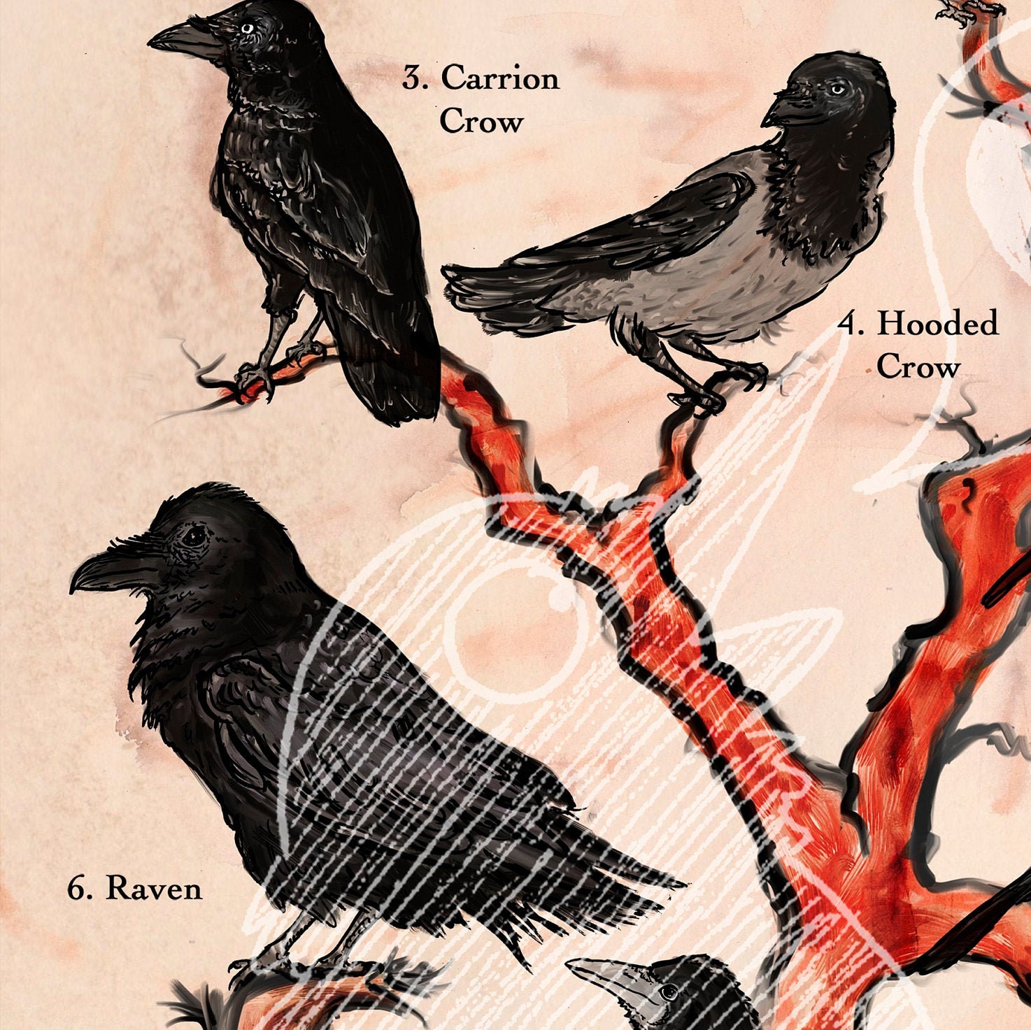Corvid Species ID Chart Unframed Poster Print Handy Field - Etsy UK