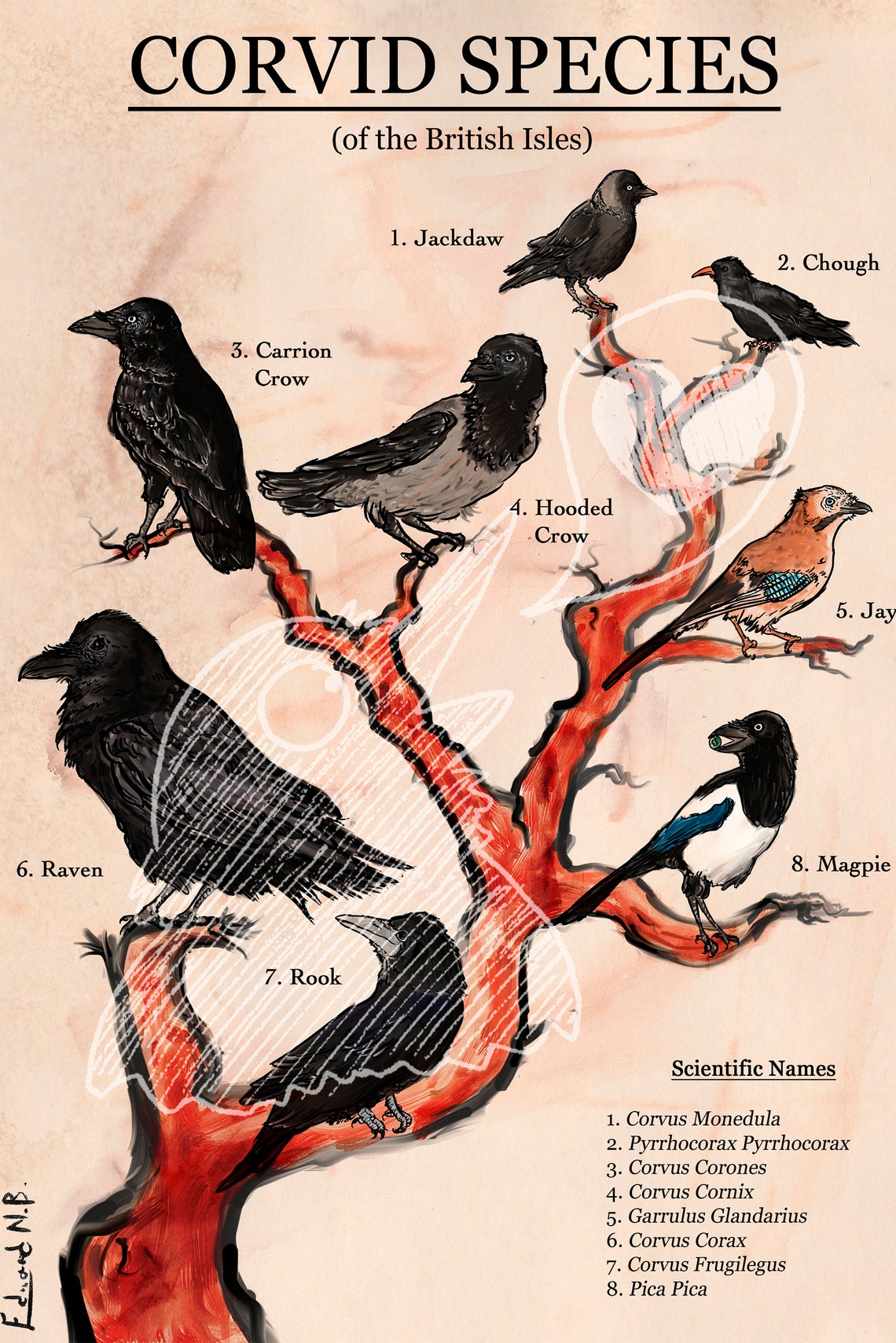Corvid Species ID Chart Unframed Poster Print Handy Field - Etsy