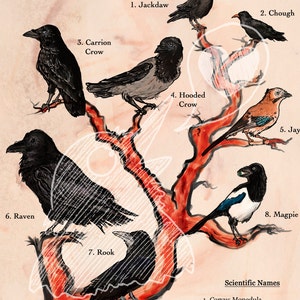 Corvid Species ID Chart Unframed Poster Print Handy Field Guide to ...