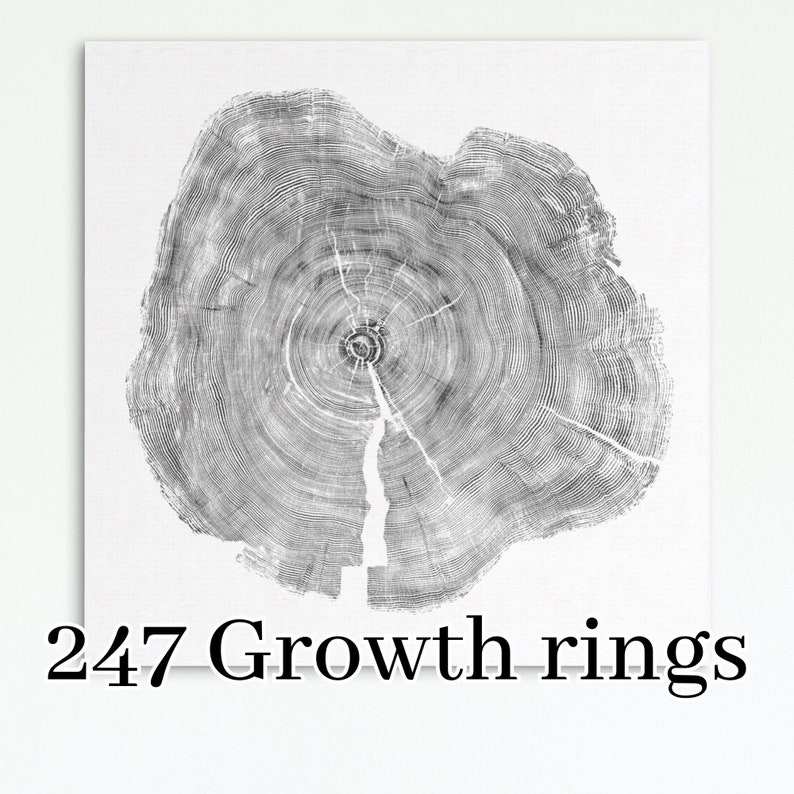 247 Year Old Silver Fir From the Early Middle Ages, Tree Ring Print on ...